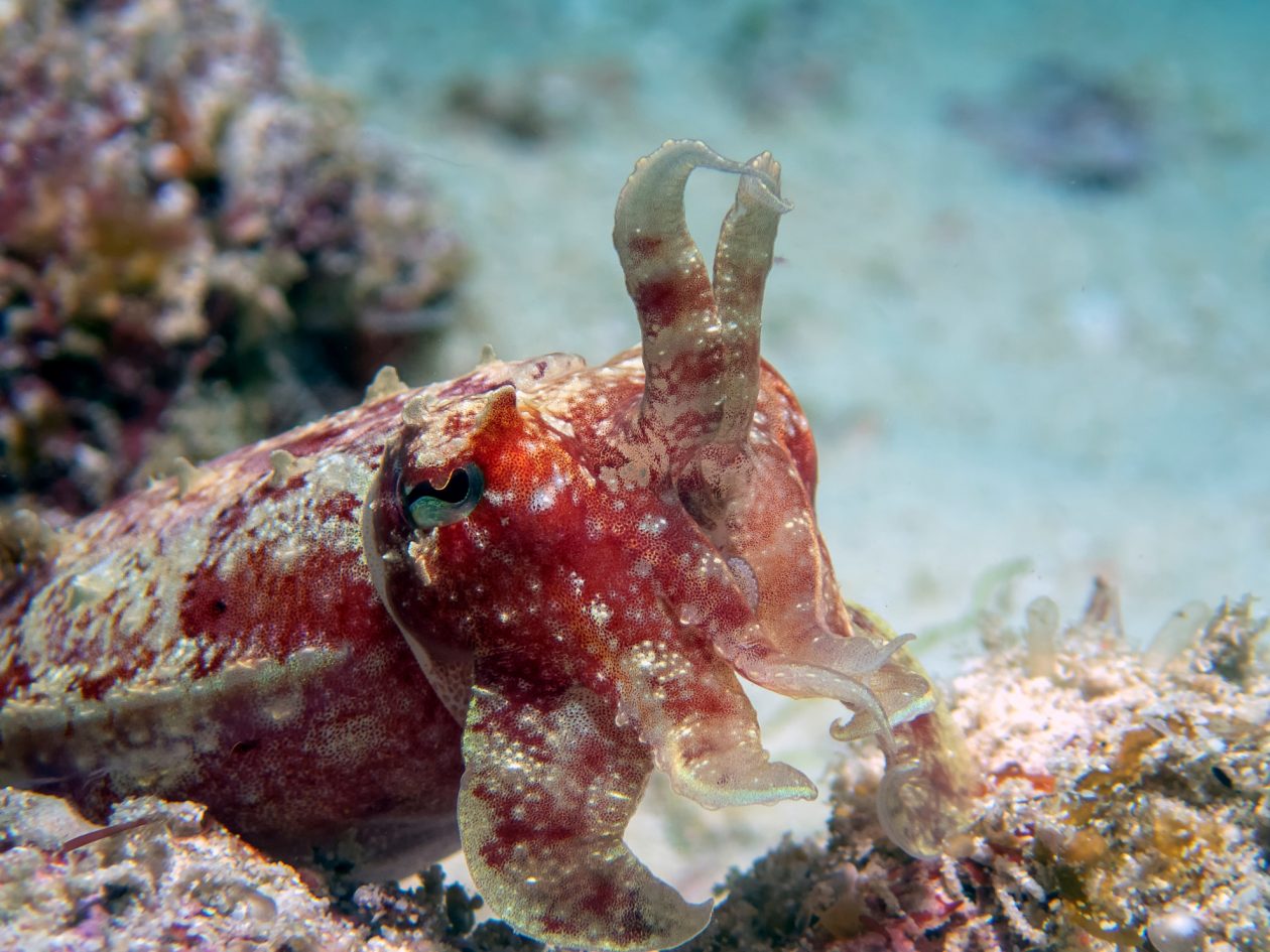 Malapascua Island - The Travel Guide - 7 Days Abroad